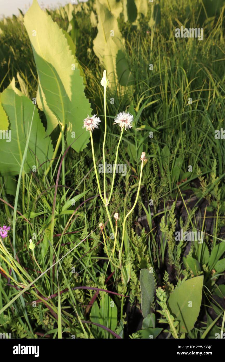 Two-flower Dwarf-dandelion (Krigia biflora Stock Photo - Alamy