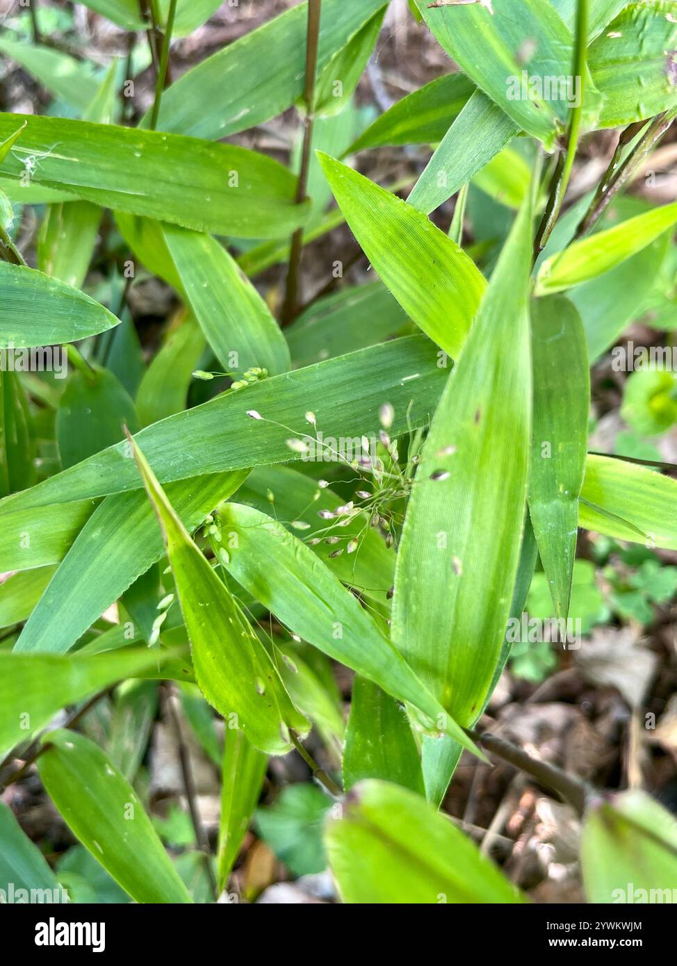 variable witchgrass (Dichanthelium commutatum Stock Photo - Alamy
