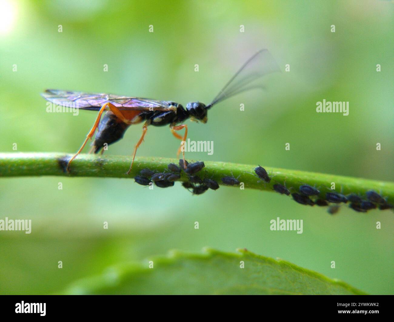 Stem Sawflies (Cephidae Stock Photo - Alamy