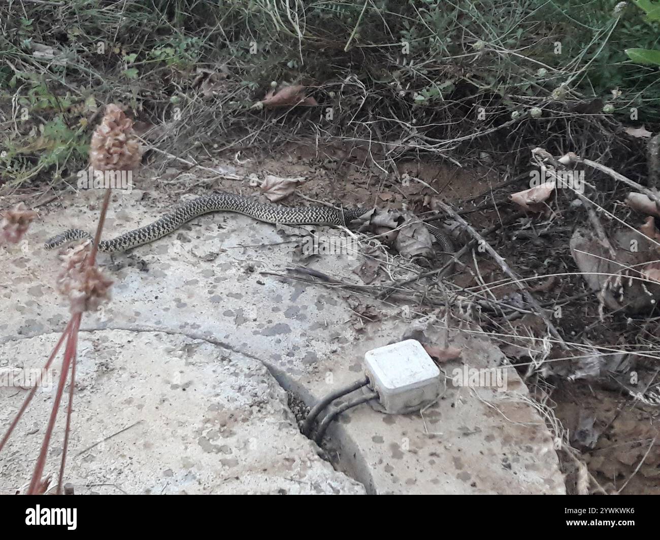 Green Whip Snake (Hierophis viridiflavus Stock Photo - Alamy