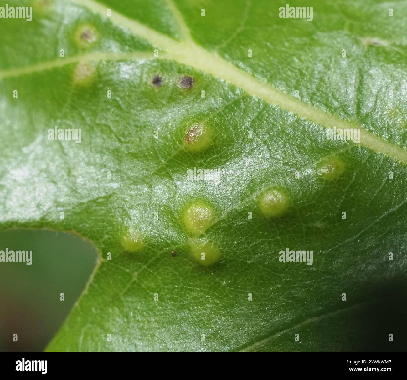 oak flake gall wasp (Neuroterus quercusverrucarum Stock Photo - Alamy