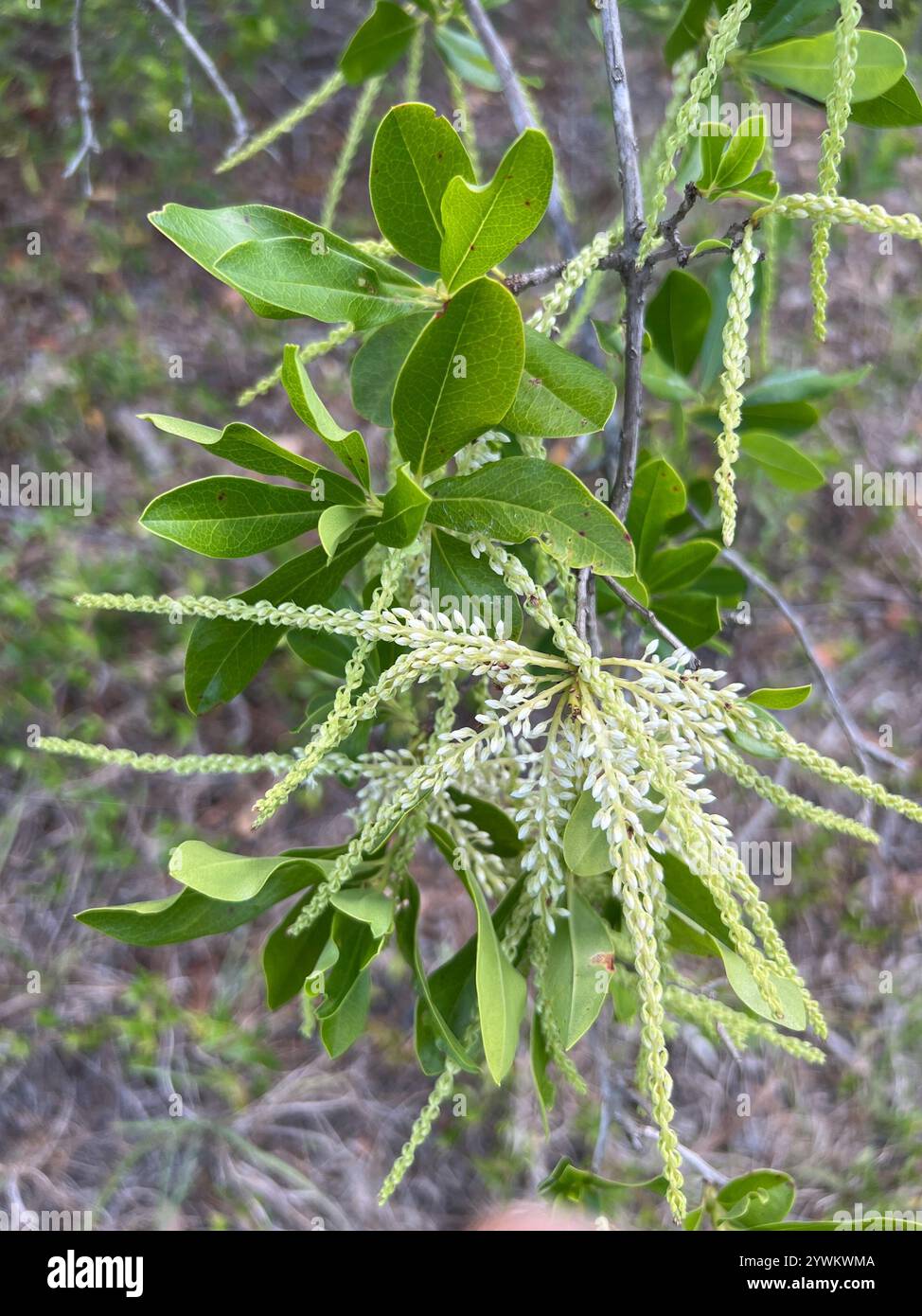 Swamp titi (Cyrilla racemiflora Stock Photo - Alamy