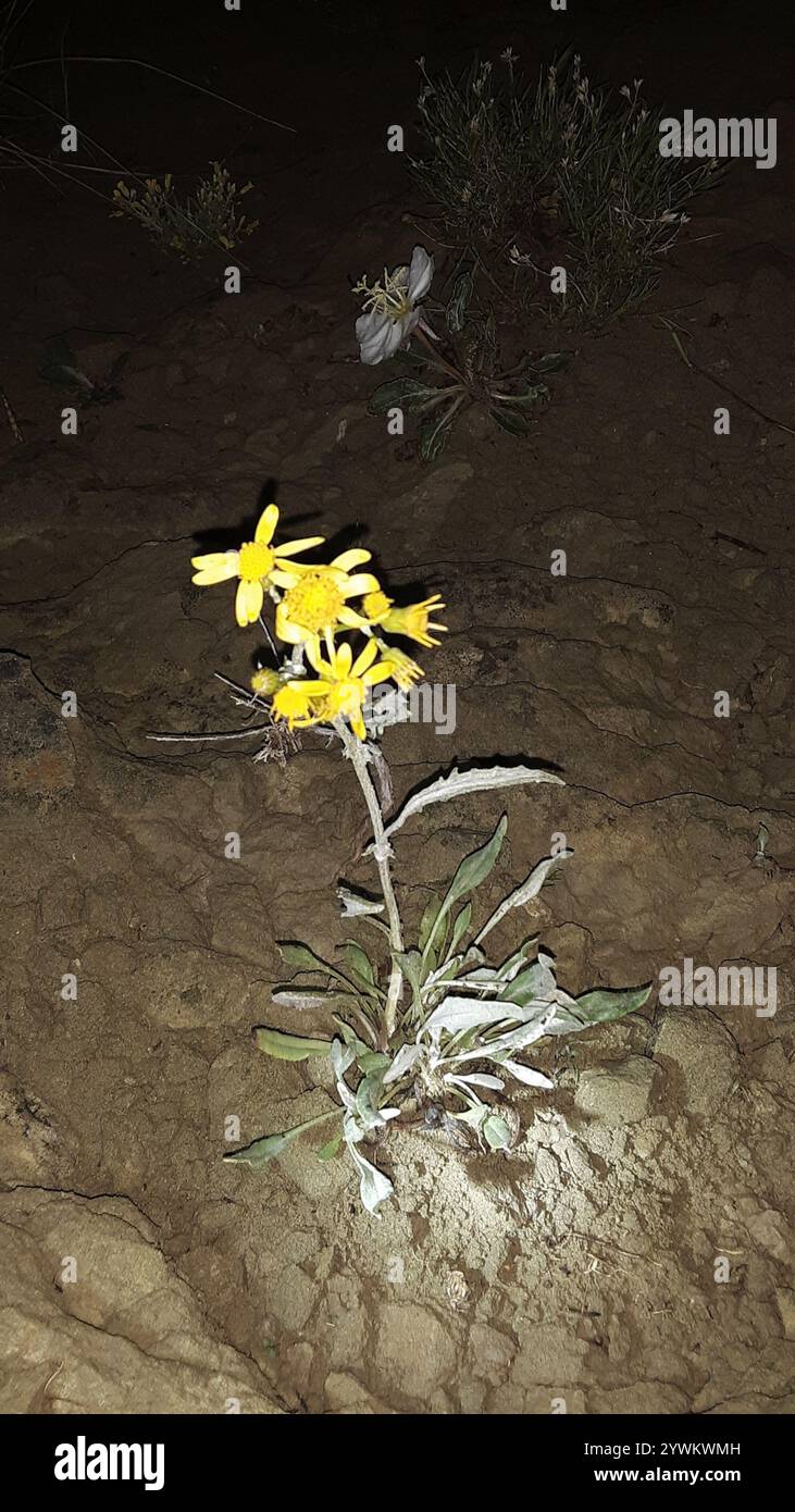 woolly groundsel (Packera cana Stock Photo - Alamy