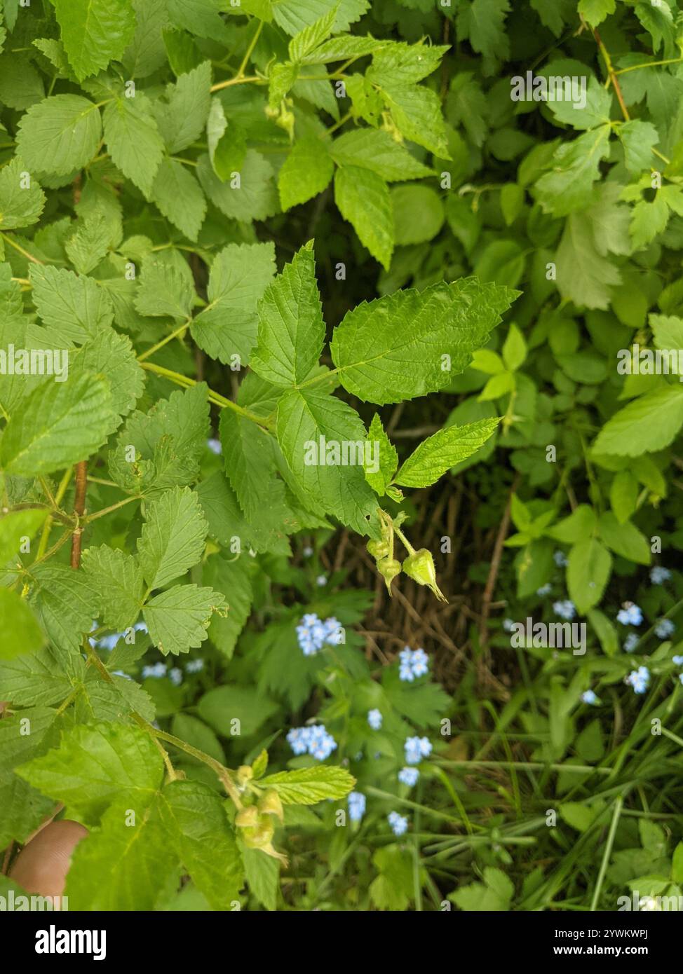 American red raspberry (Rubus idaeus strigosus Stock Photo - Alamy