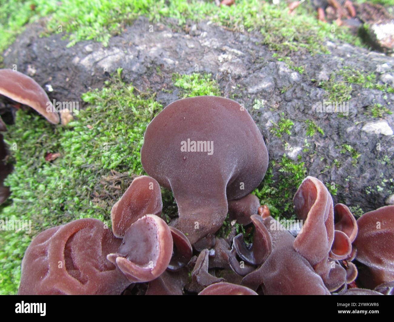 Wood ear fungi (Auricularia Stock Photo - Alamy