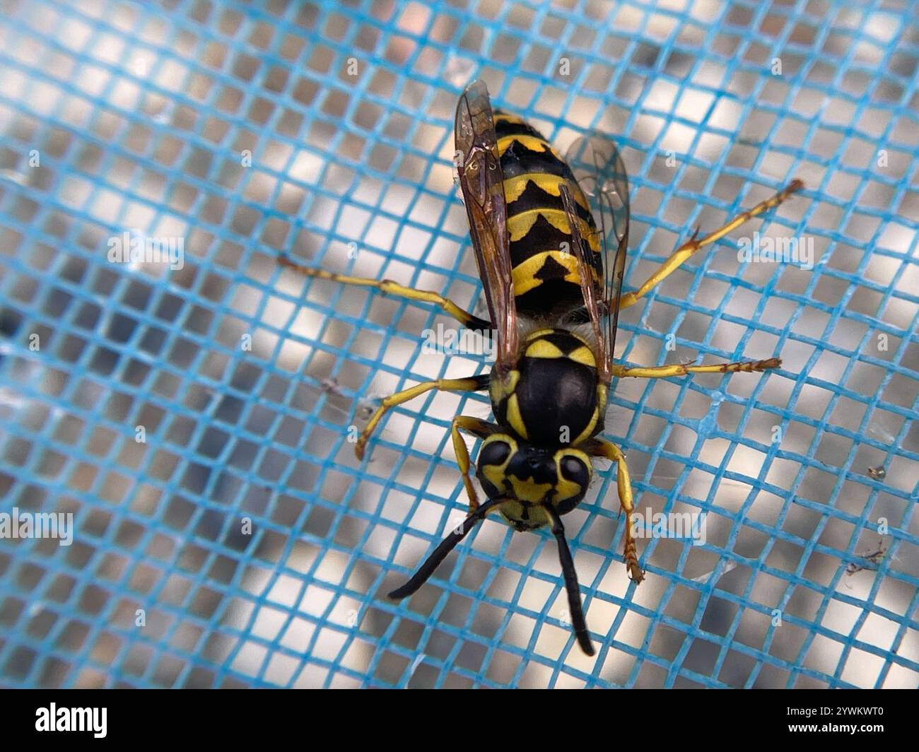 Western Yellowjacket (Vespula pensylvanica Stock Photo - Alamy