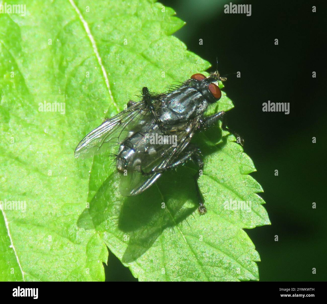 Common Flesh Flies (Sarcophaga Stock Photo - Alamy