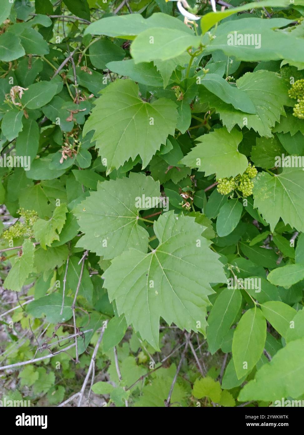 riverbank grape (Vitis riparia Stock Photo - Alamy