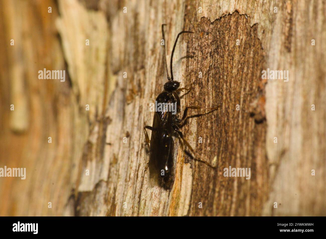 Ants, Bees, and Stinging Wasps (Aculeata Stock Photo - Alamy