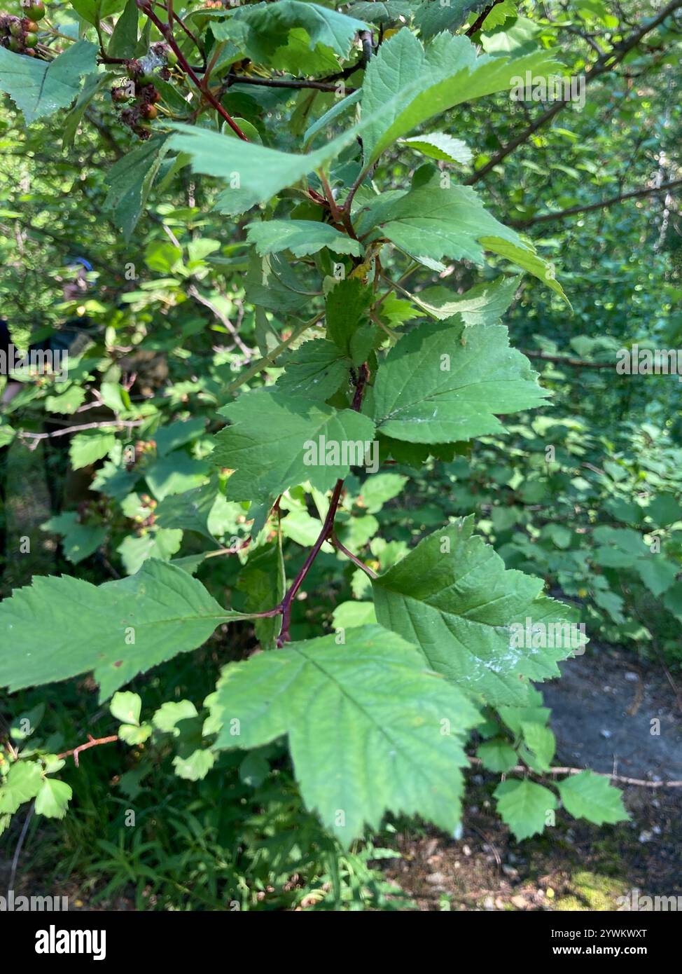 Red Hawthorn (Crataegus sanguinea Stock Photo - Alamy