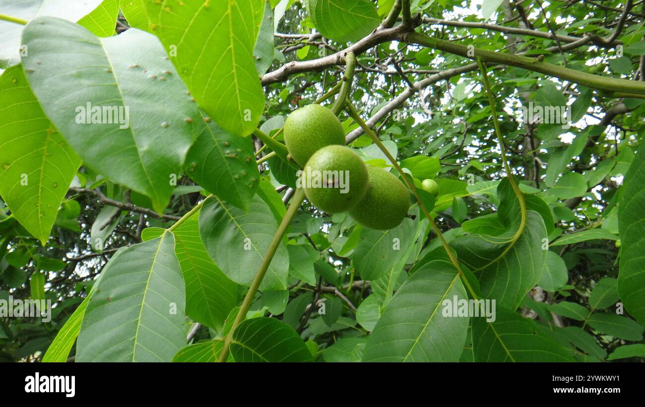 Persian walnut (Juglans regia Stock Photo - Alamy