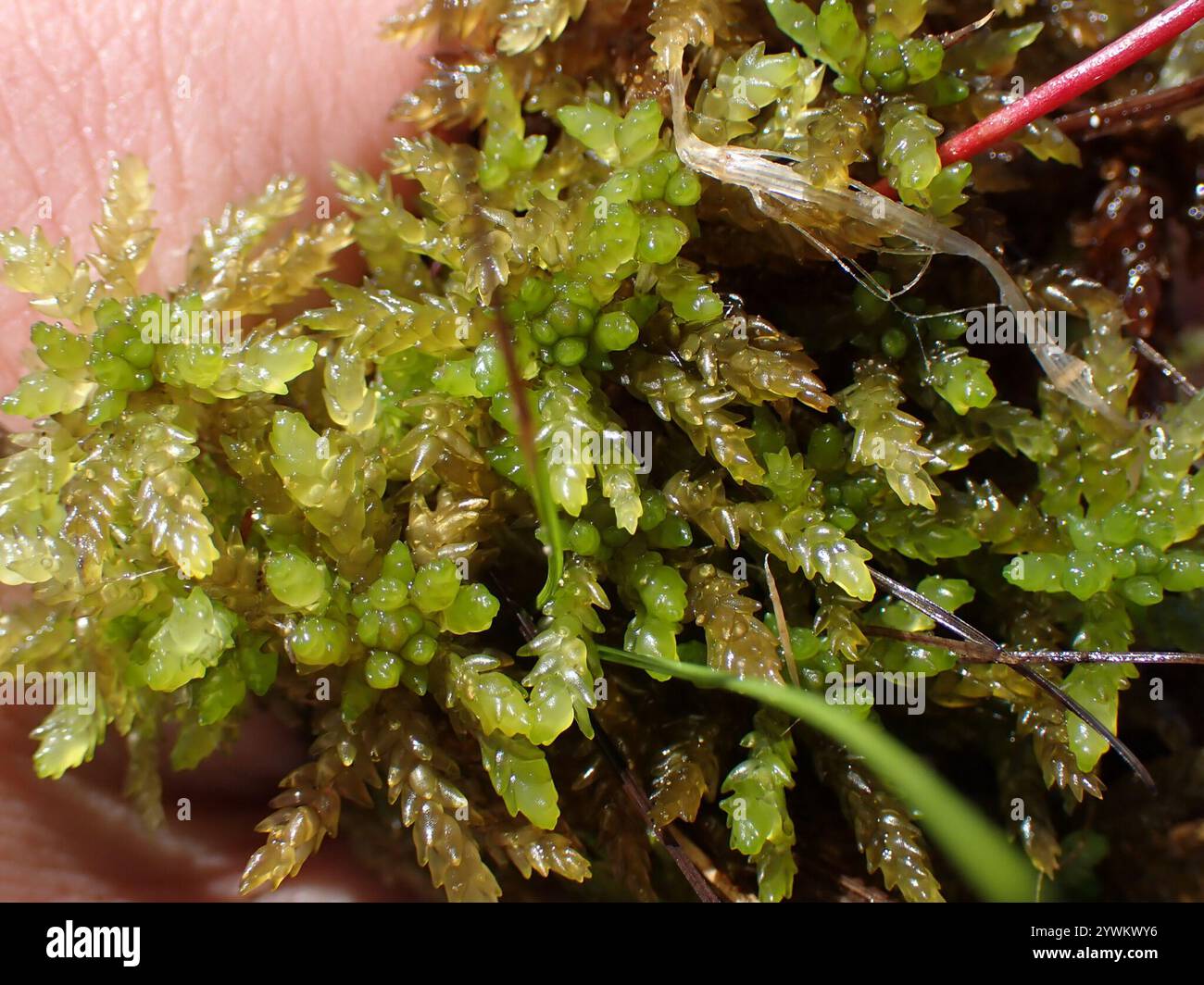Papillose peatmoss hi-res stock photography and images - Alamy
