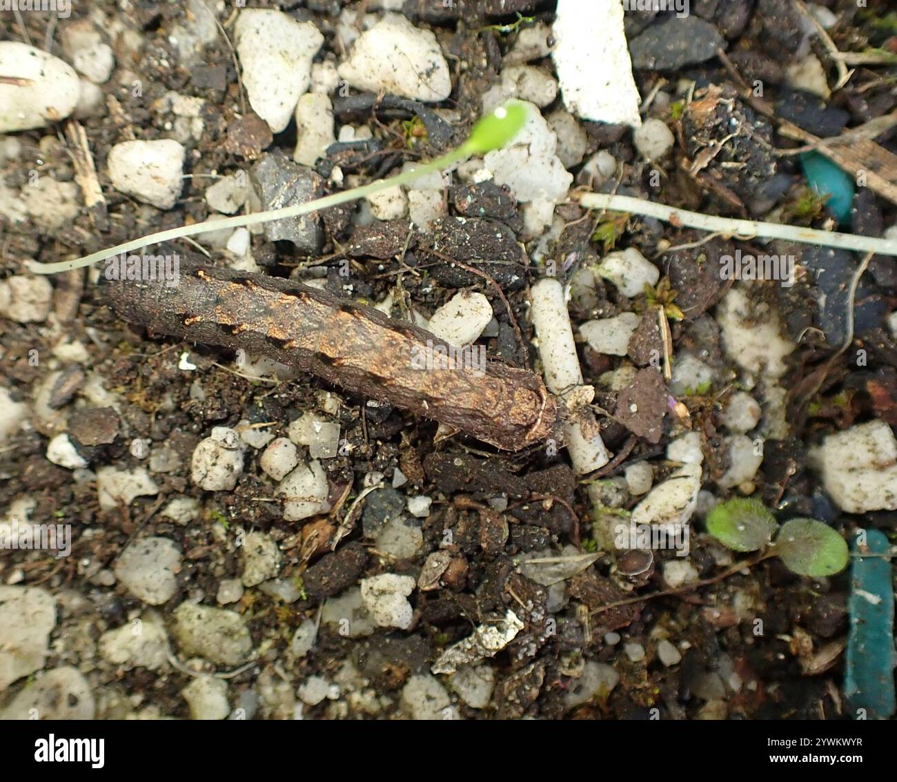 Cutworms and Dart Moths (Noctuinae Stock Photo - Alamy