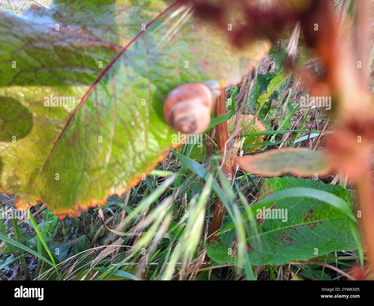 Brown-lipped Snail (Cepaea nemoralis Stock Photo - Alamy
