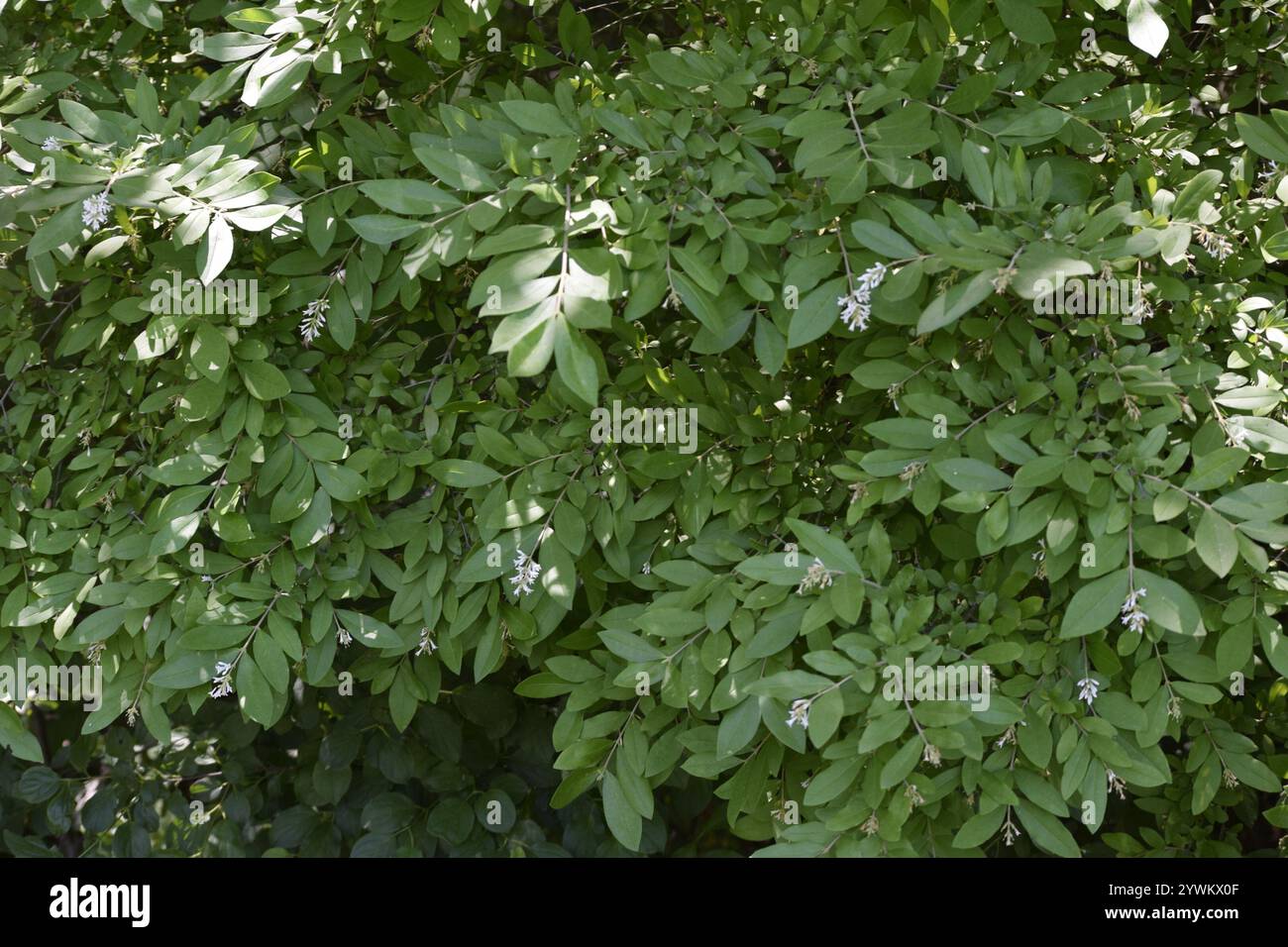 border privet (Ligustrum obtusifolium Stock Photo - Alamy