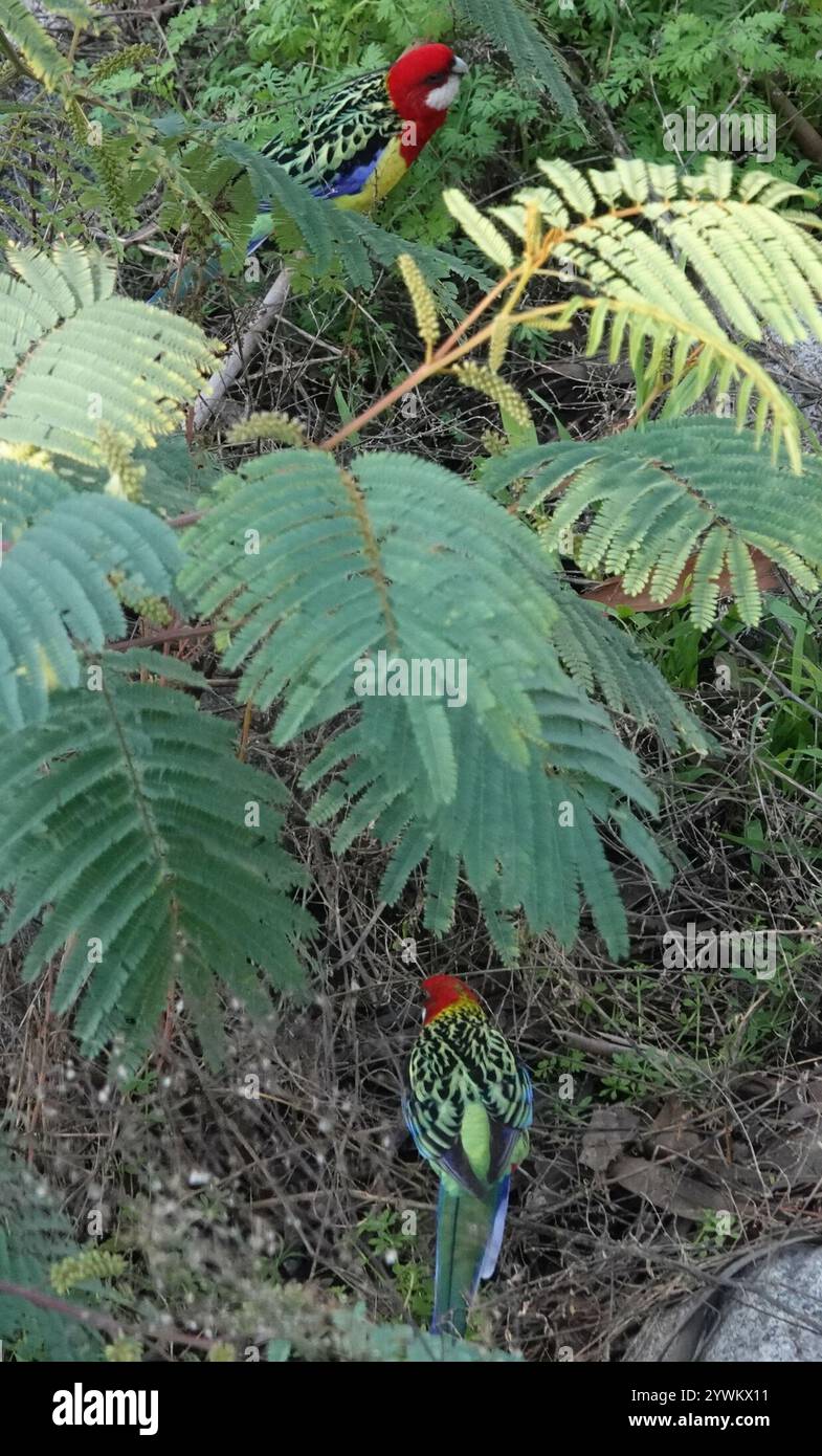 Southeast Eastern Rosella (Platycercus eximius eximius Stock Photo - Alamy