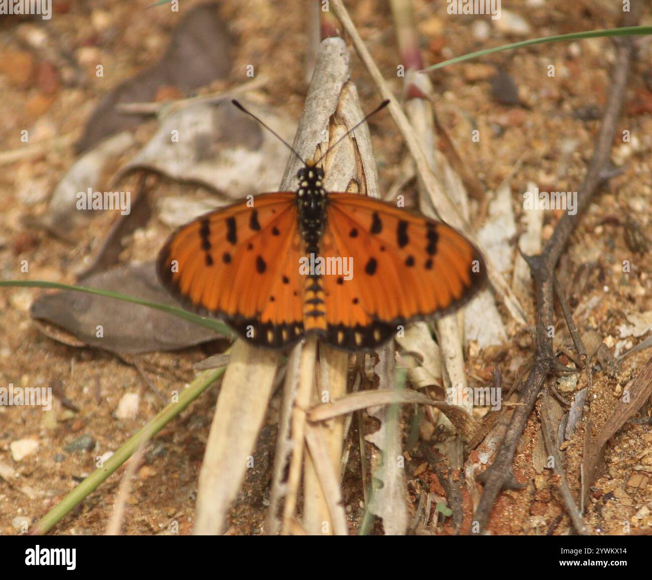 Tawny Coster (Acraea terpsicore Stock Photo - Alamy