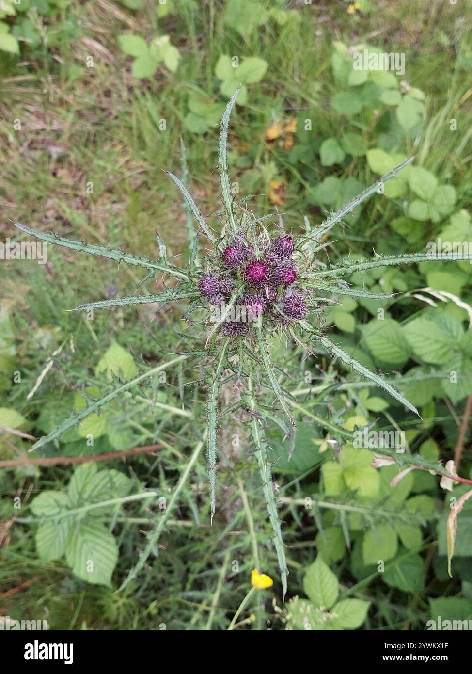 Marsh Thistle (Cirsium palustre Stock Photo - Alamy