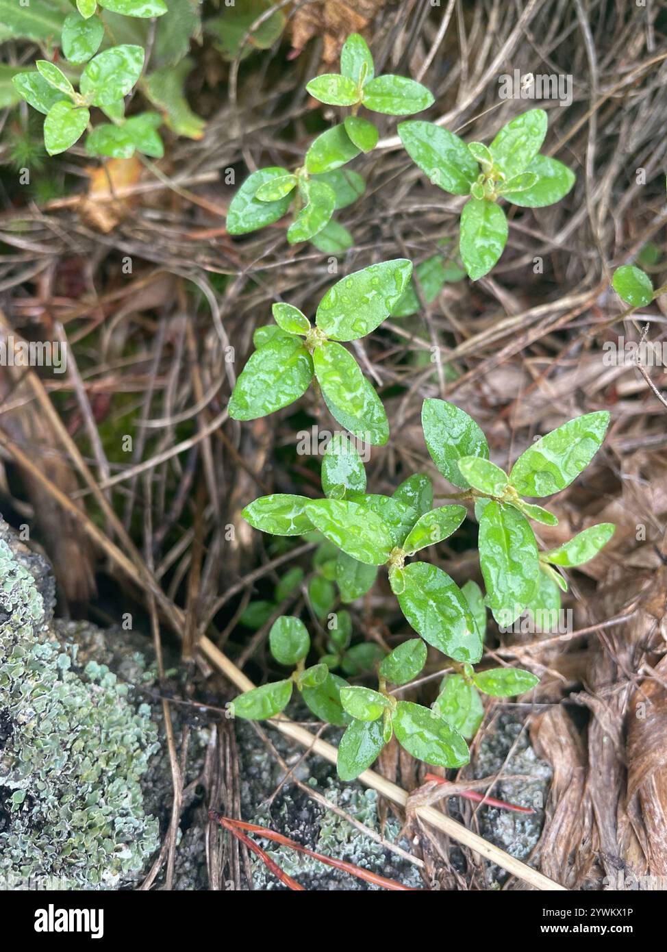 elliptical rushfoil (Croton michauxii ellipticus Stock Photo - Alamy