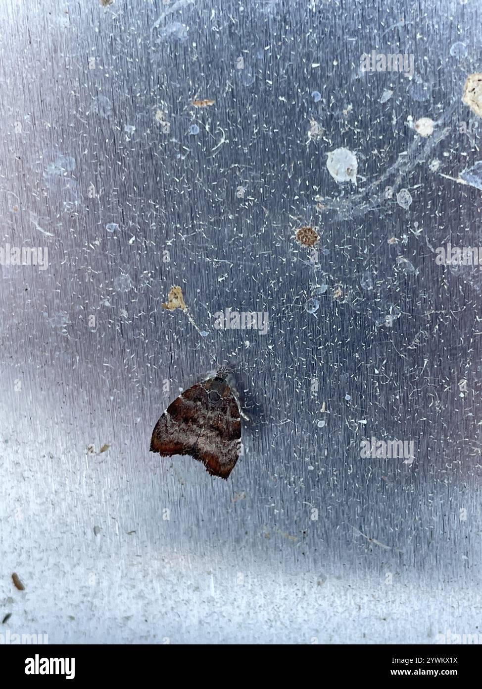 fig-tree skeletonizer moth (Choreutis nemorana Stock Photo - Alamy