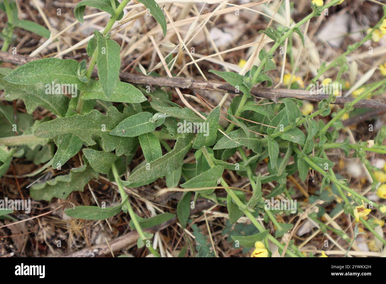 Mullein verbascum sinuatum hi-res stock photography and images - Alamy