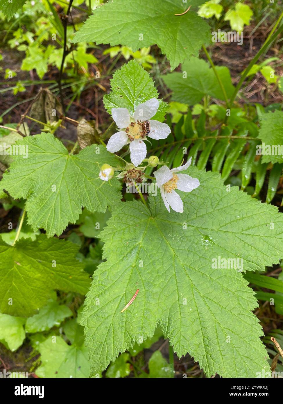 thimbleberry (Rubus parviflorus Stock Photo - Alamy