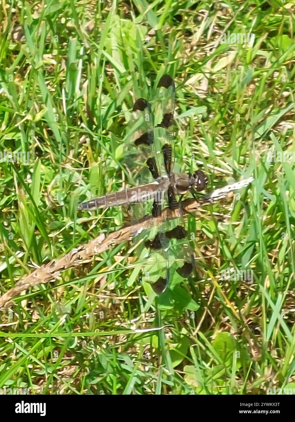 Twelve-spotted Skimmer (Libellula pulchella Stock Photo - Alamy