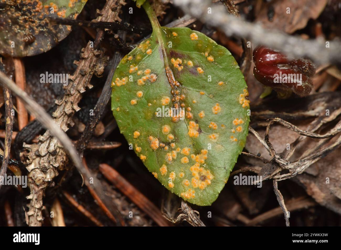 rust fungi (Pucciniales Stock Photo - Alamy
