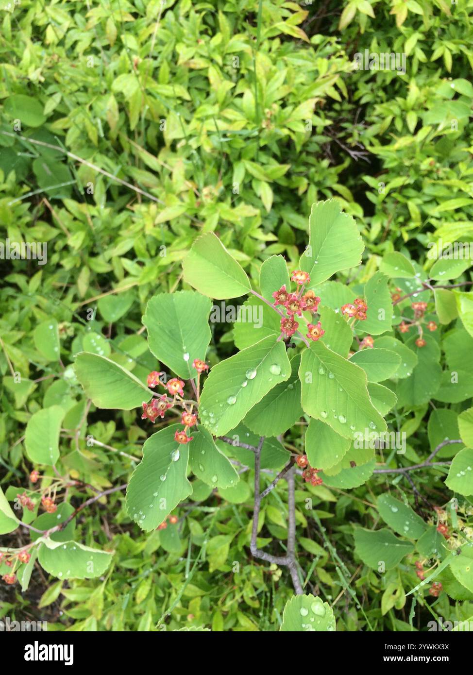 Low Serviceberry (Amelanchier humilis Stock Photo - Alamy