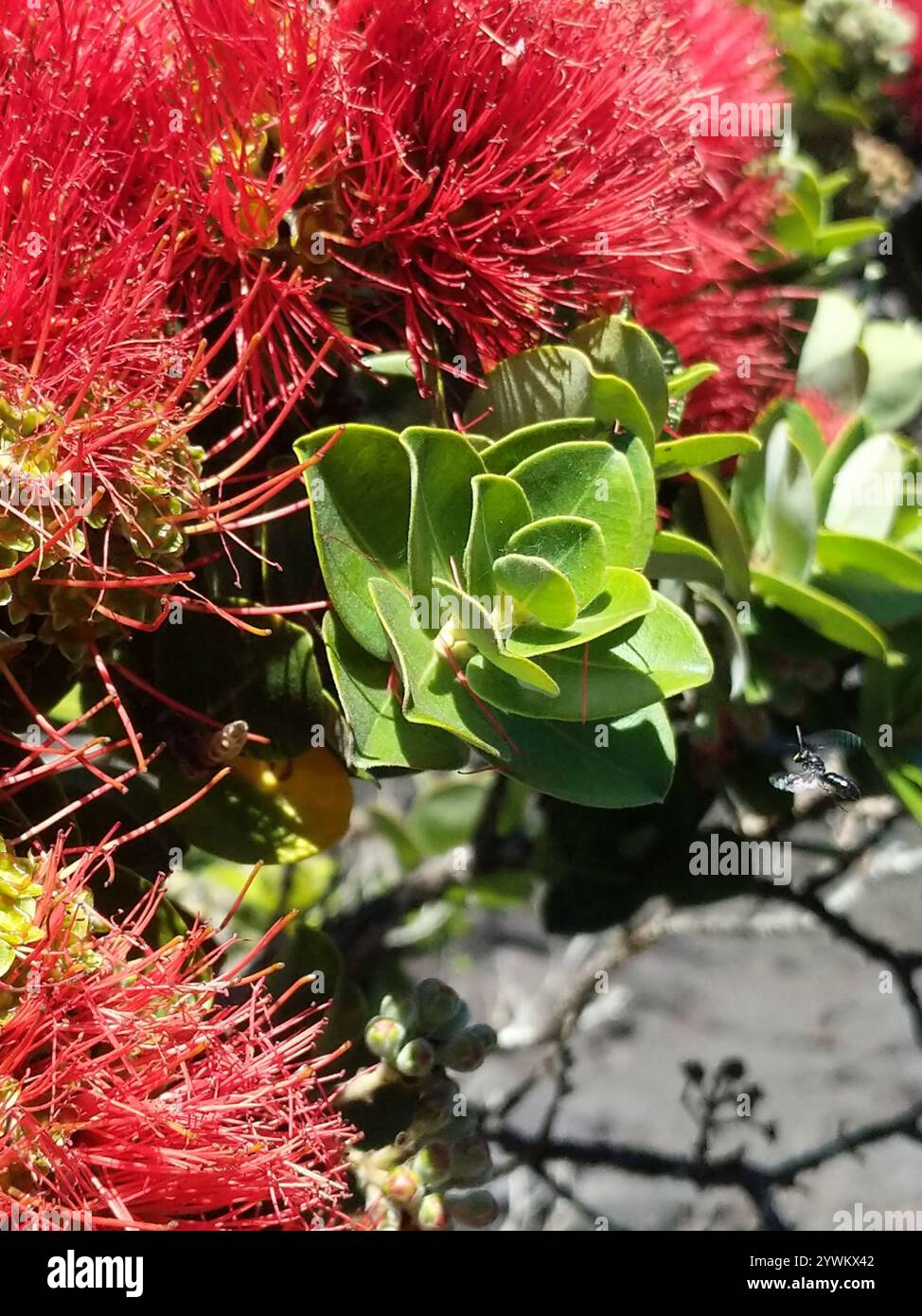 ʻŌhiʻa Lehua (Metrosideros polymorpha Stock Photo - Alamy