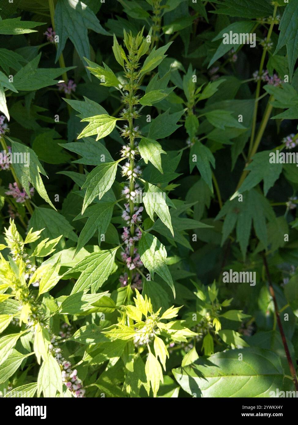 common motherwort (Leonurus cardiaca Stock Photo - Alamy