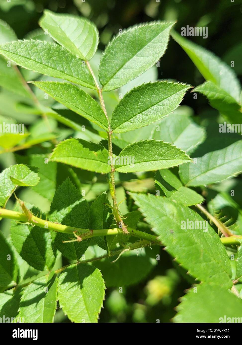 multiflora rose (Rosa multiflora Stock Photo - Alamy