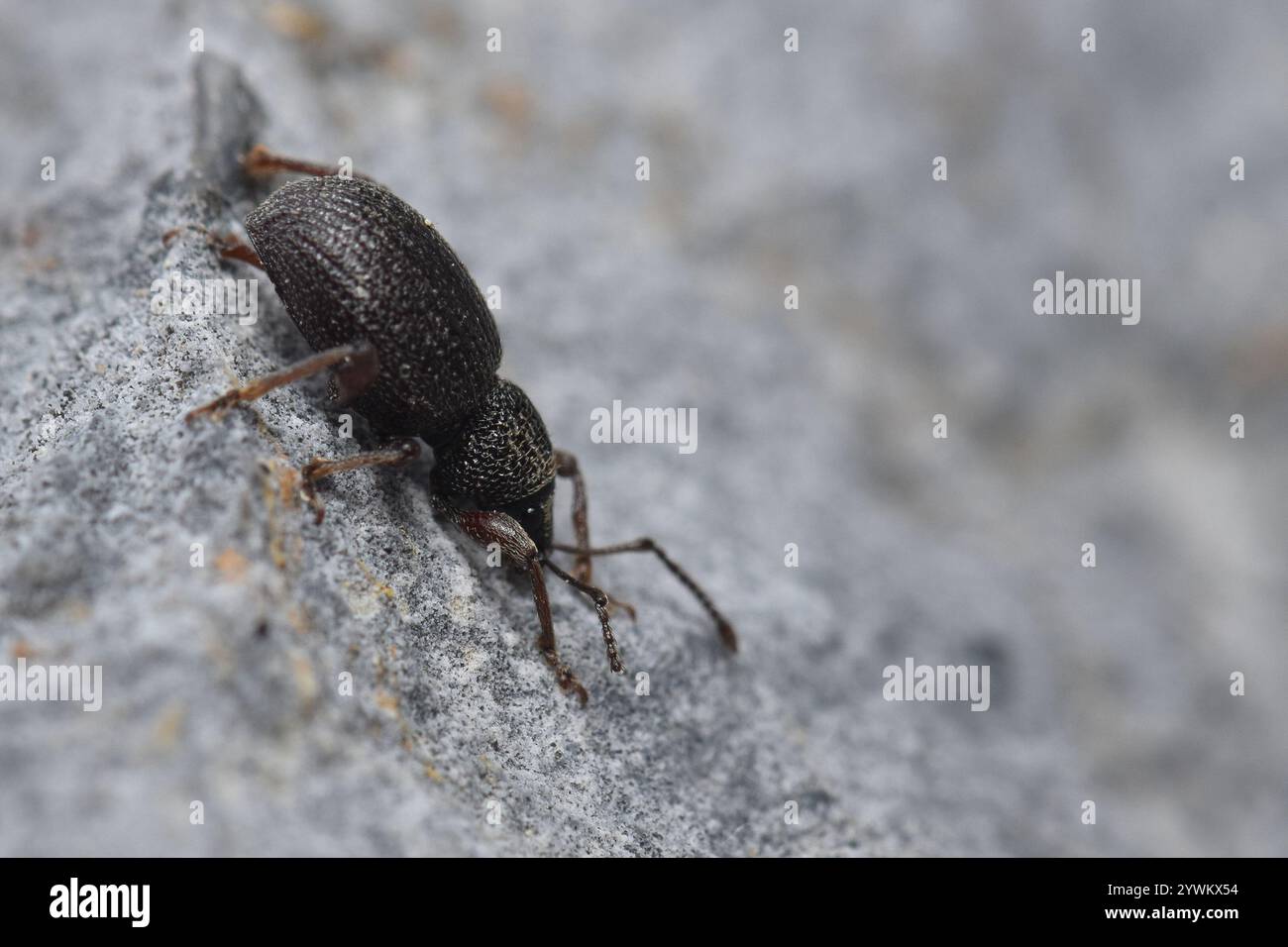 Strawberry Root Weevil (Otiorhynchus ovatus Stock Photo - Alamy