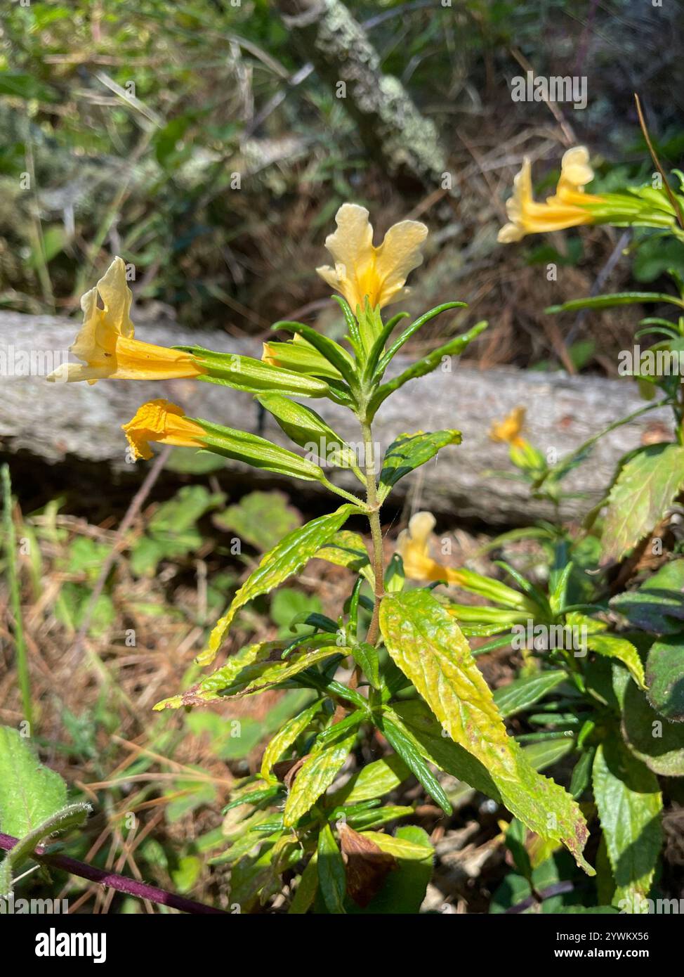 orange bush monkeyflower (Diplacus aurantiacus Stock Photo - Alamy
