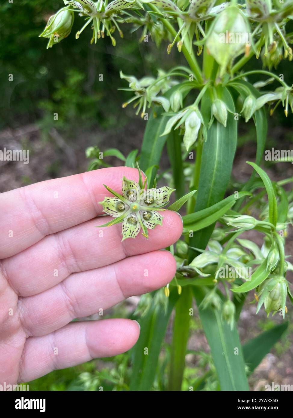 American columbo (Frasera caroliniensis Stock Photo - Alamy
