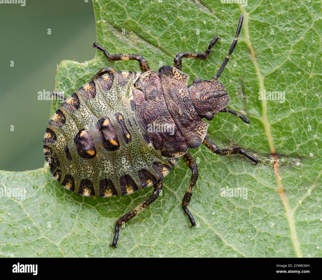 Dorsal view of Forest Shieldbug nymph (Pentatoma rufipes) at rest on ...