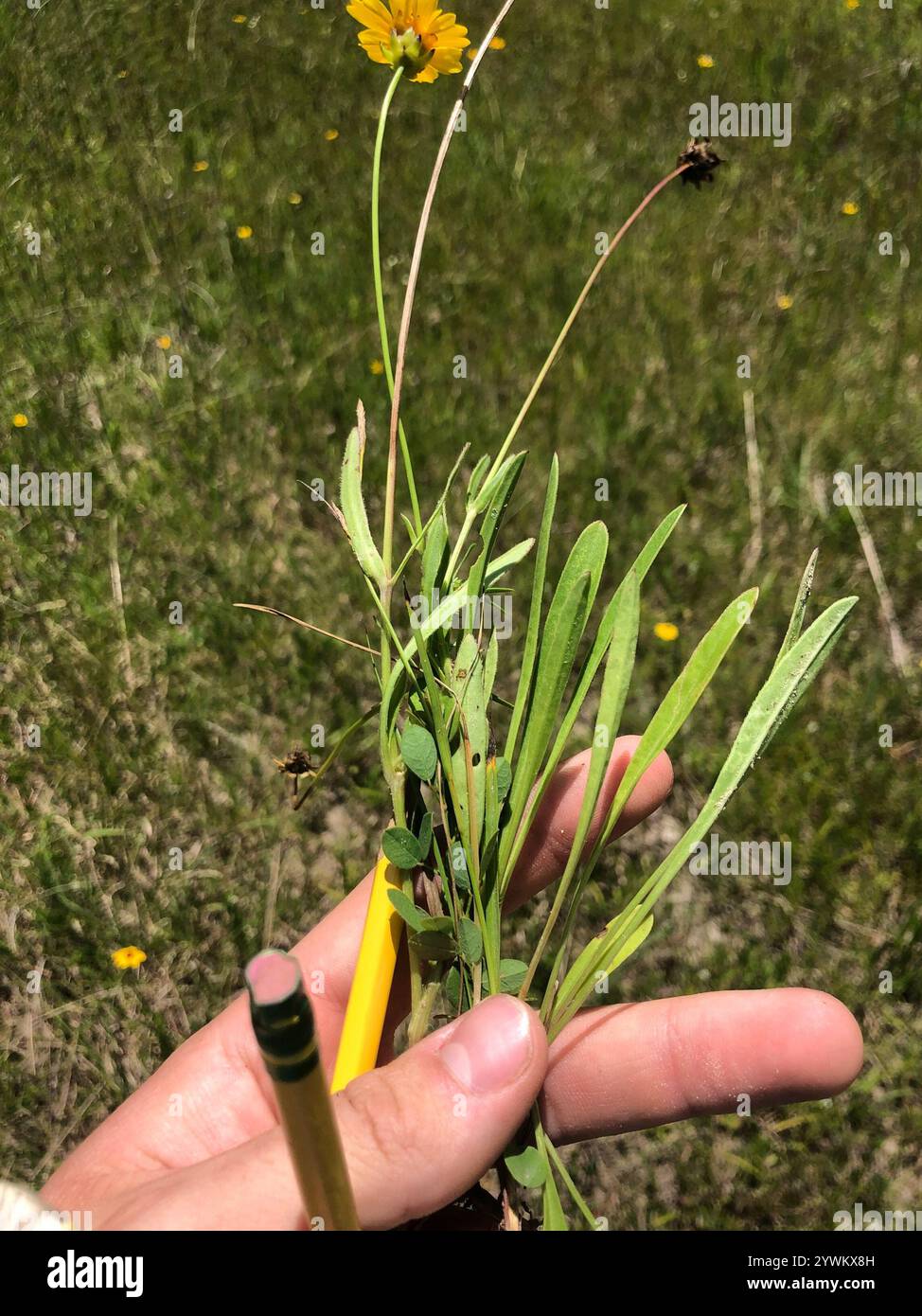 Lance-leaved Coreopsis (Coreopsis lanceolata Stock Photo - Alamy