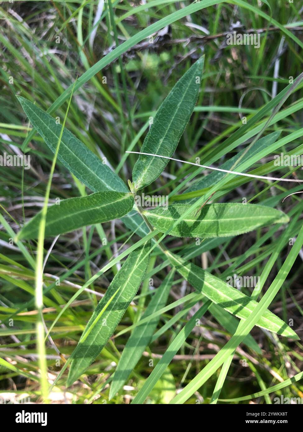 green comet milkweed (Asclepias viridiflora Stock Photo - Alamy