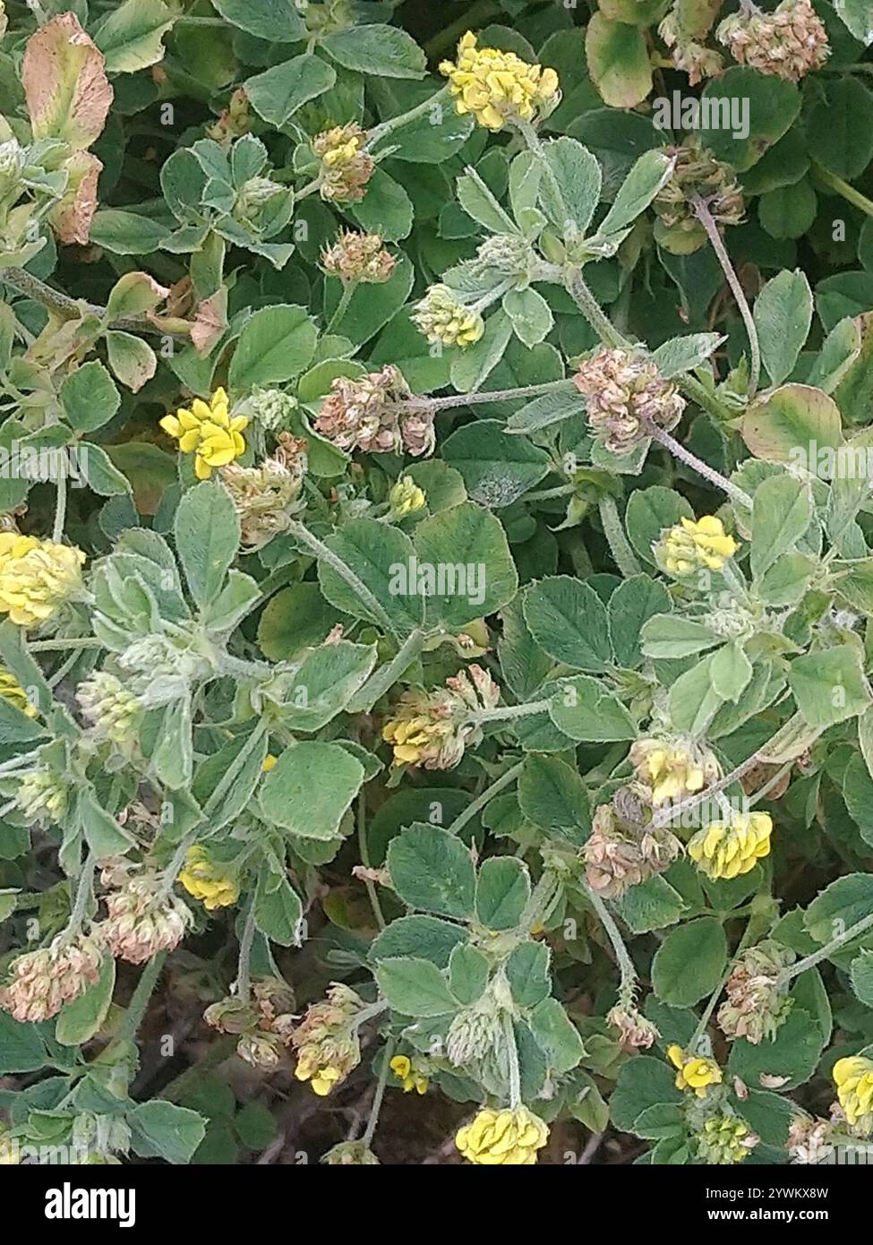 Black Medick (Medicago lupulina Stock Photo - Alamy