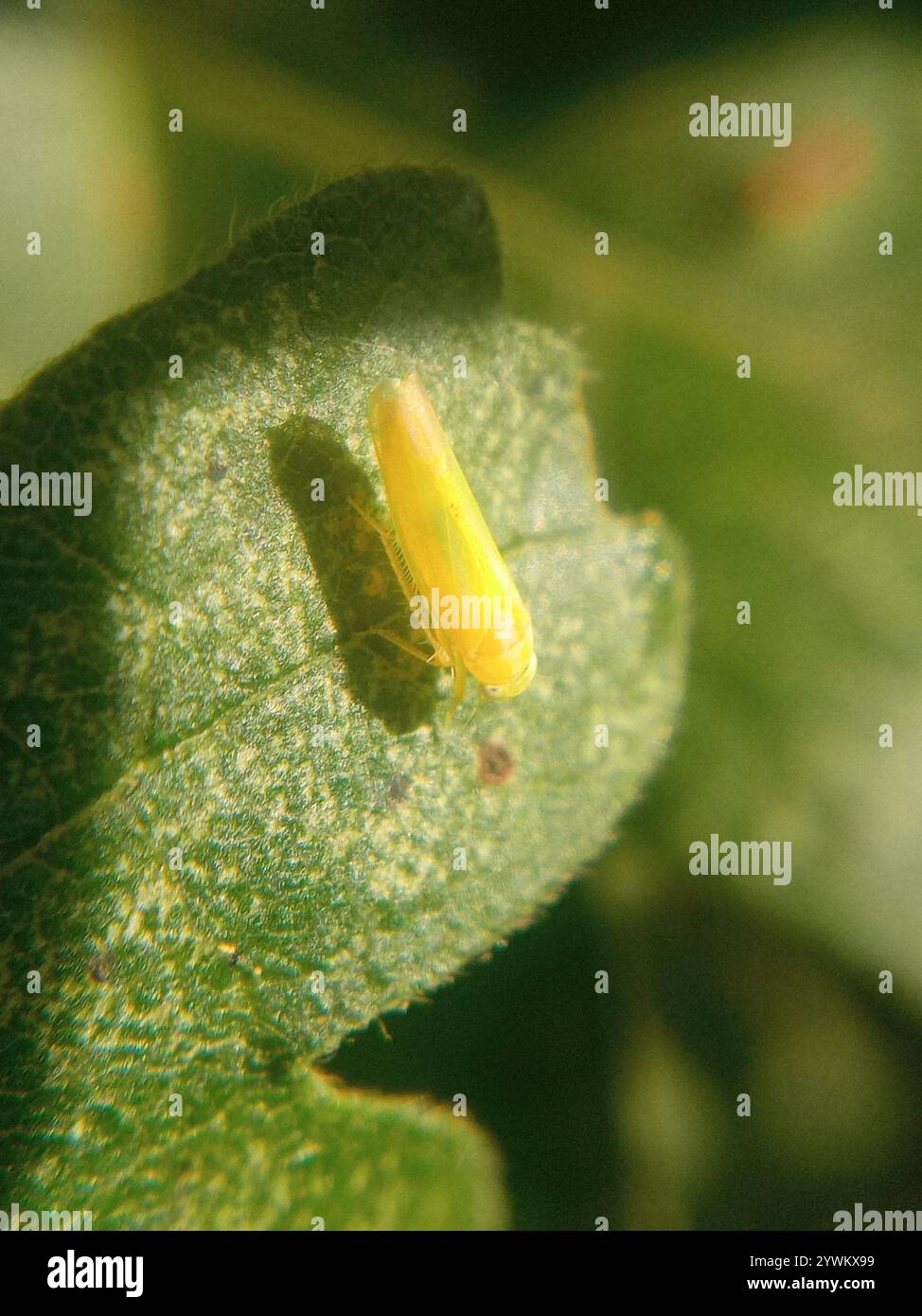 Alebra hi-res stock photography and images - Alamy