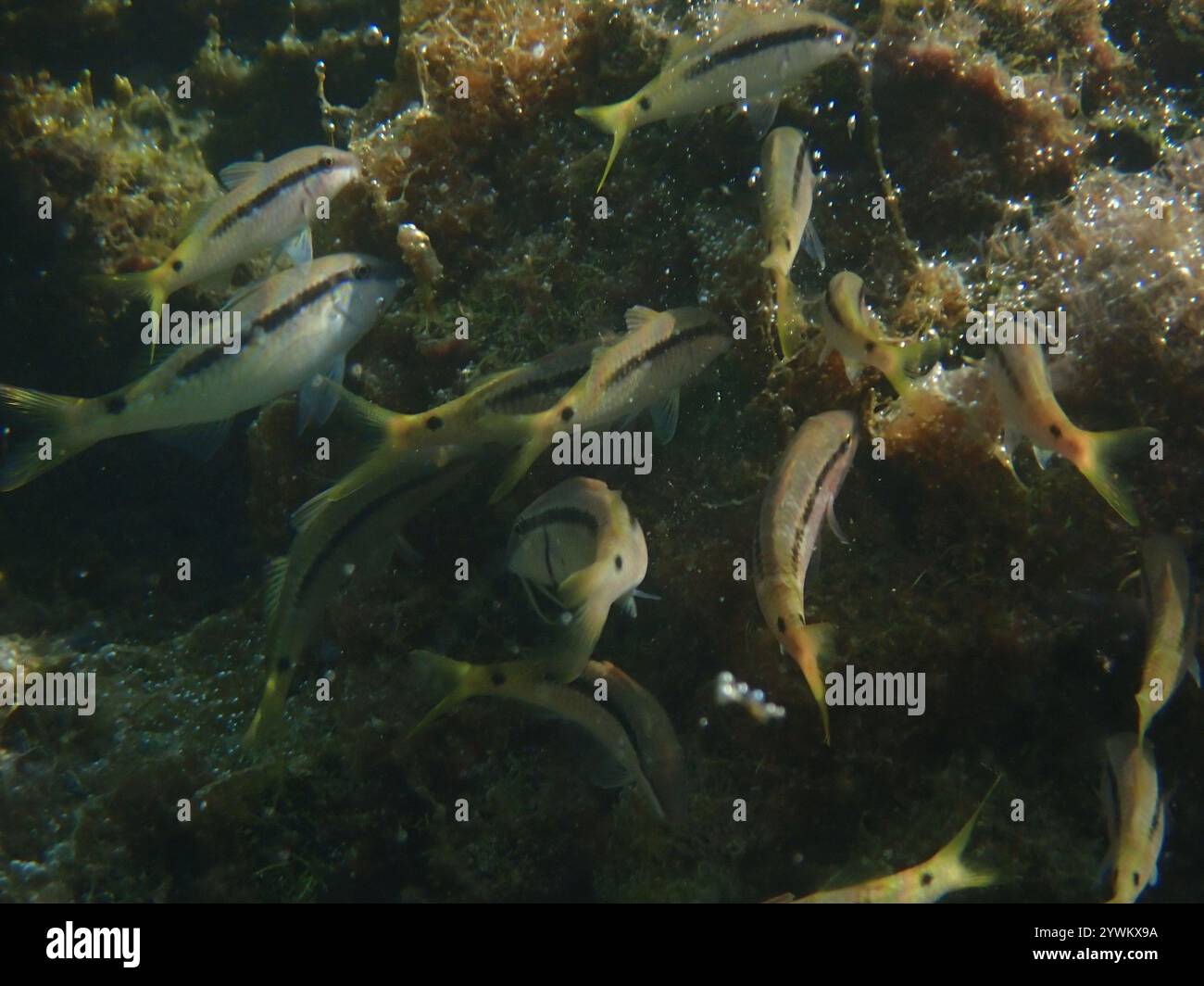 Red sea goatfish parupeneus forsskali hi-res stock photography and ...