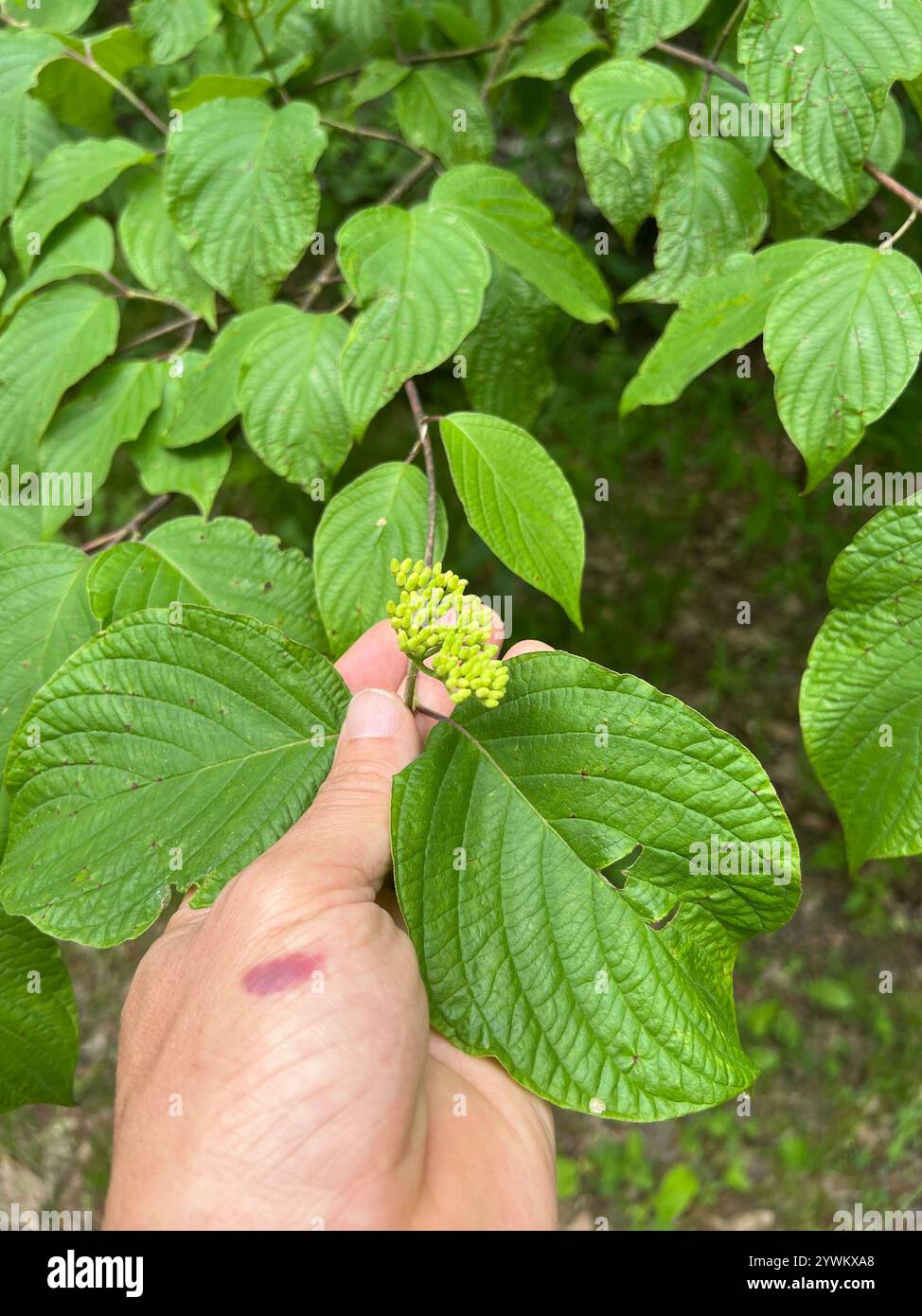 Round-leaved Dogwood (Cornus rugosa Stock Photo - Alamy