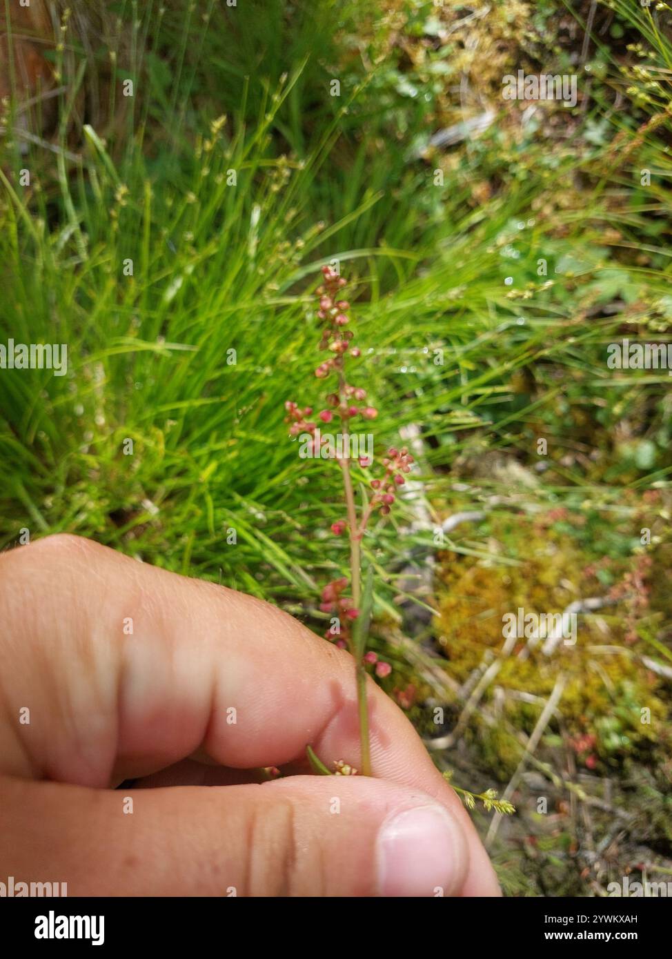 Sheep's sorrel (Rumex acetosella Stock Photo - Alamy