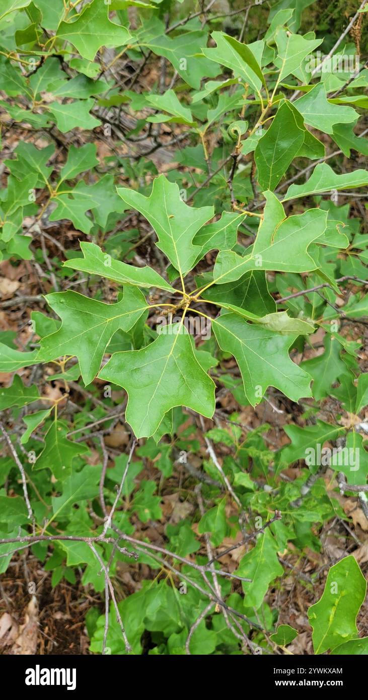 bear oak (Quercus ilicifolia Stock Photo - Alamy
