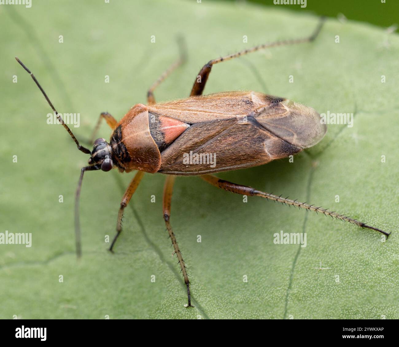 Harpocera thoracica Mirid bug at rest on underside of ivy leaf ...