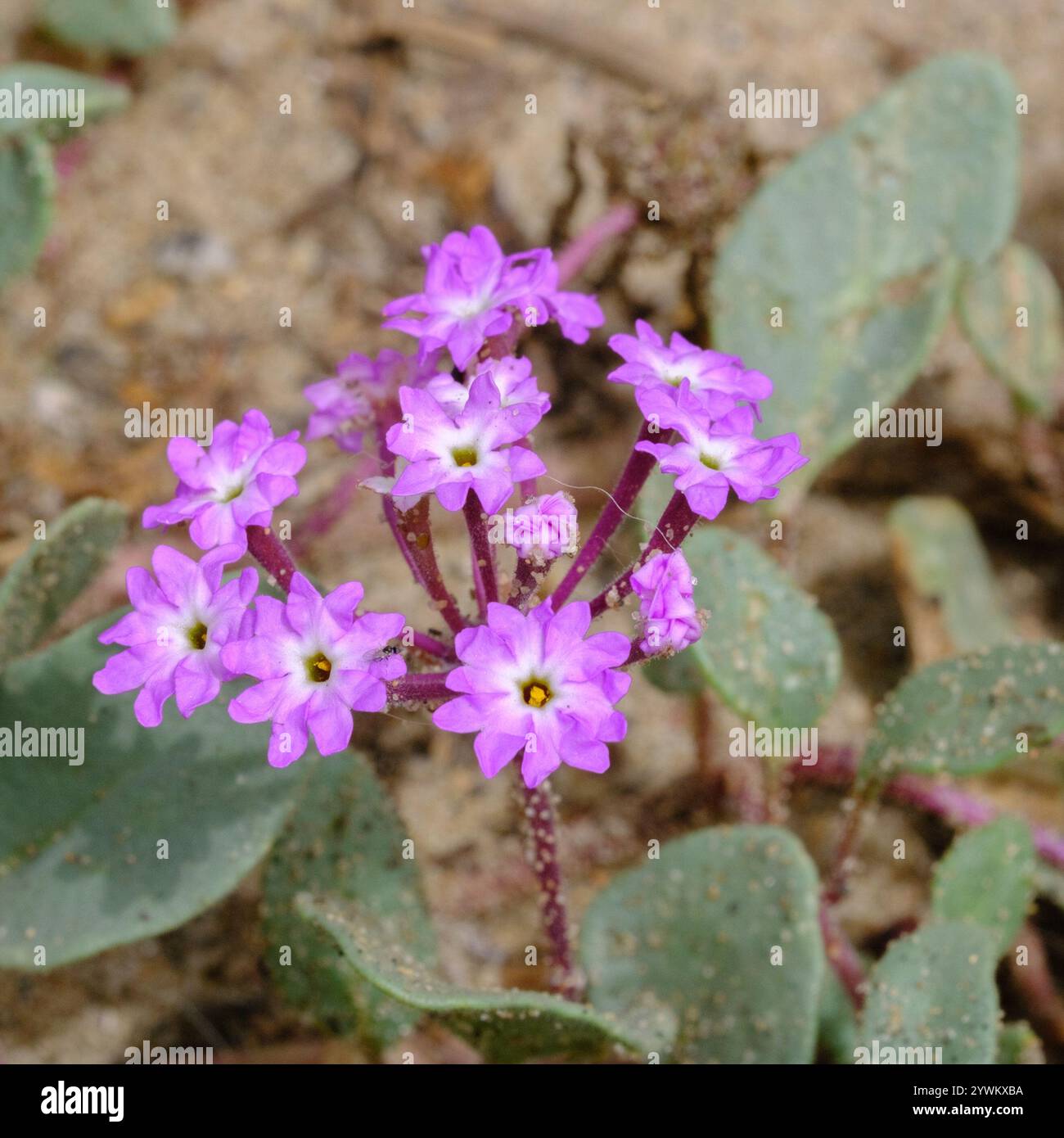 Pink Sand Verbena (Abronia umbellata Stock Photo - Alamy