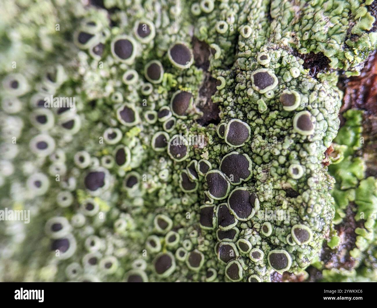 rosette lichens, frost lichens, and allies (Physciaceae Stock Photo - Alamy