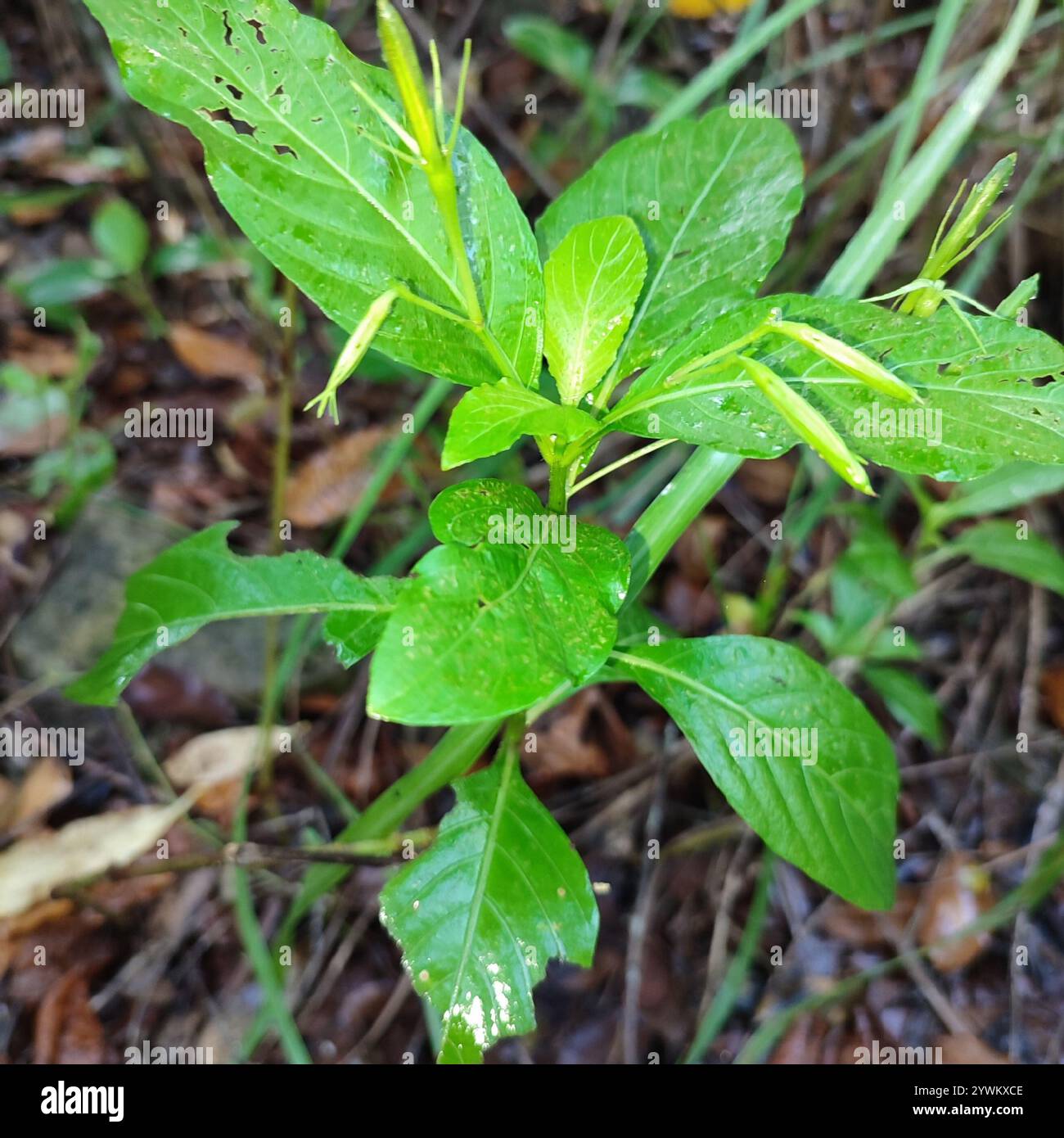 popping pod (Ruellia tuberosa Stock Photo - Alamy