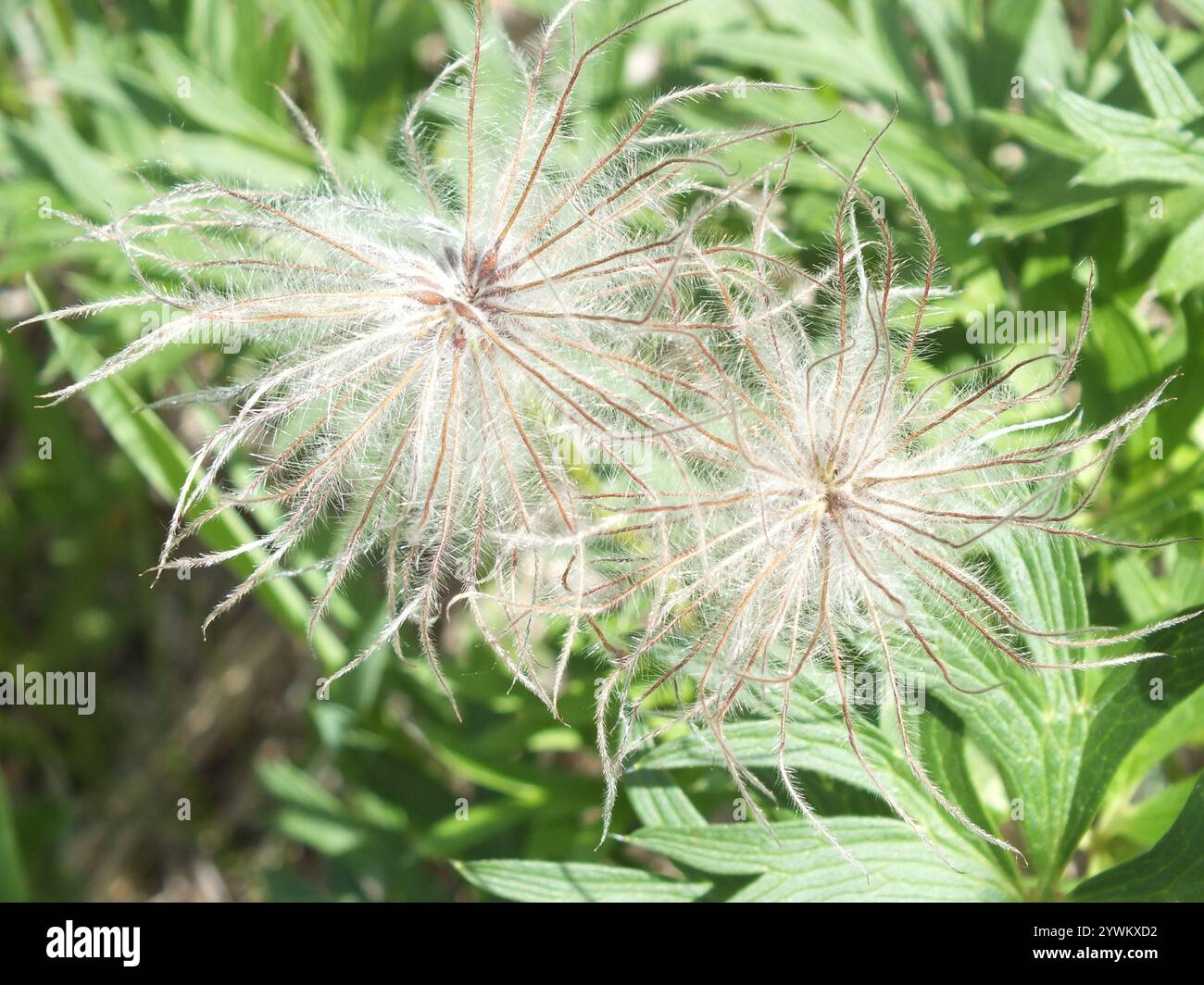 eastern pasqueflower (Pulsatilla patens Stock Photo - Alamy