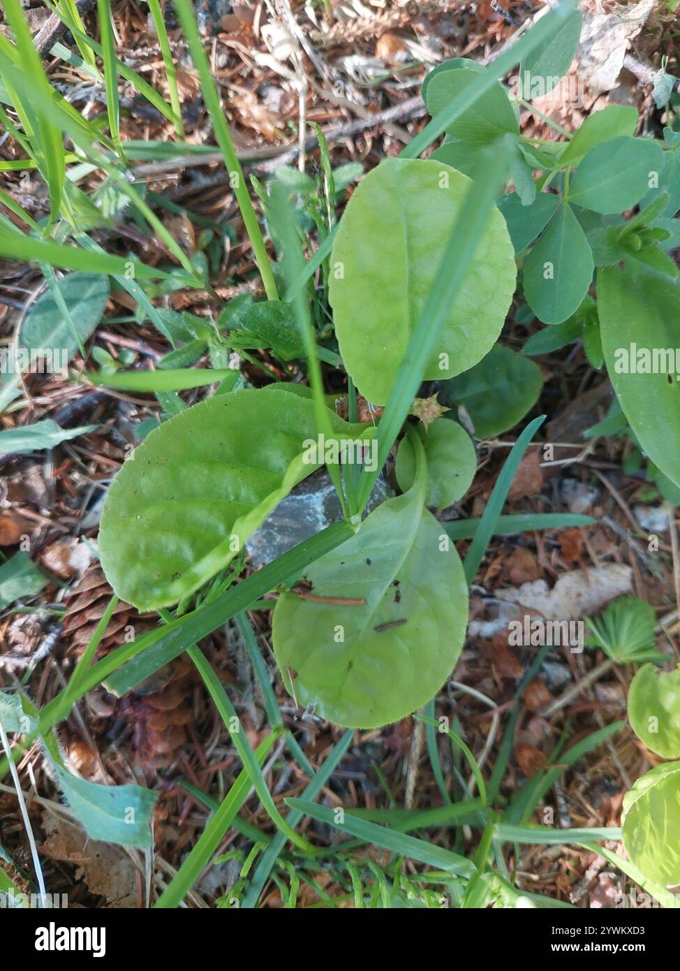 shinleaf (Pyrola elliptica Stock Photo - Alamy